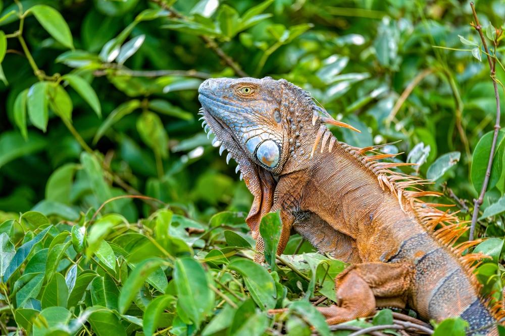 Guanacaste - Visite Costa Rica - Explore Playas, Volcanes y Maravillas ...